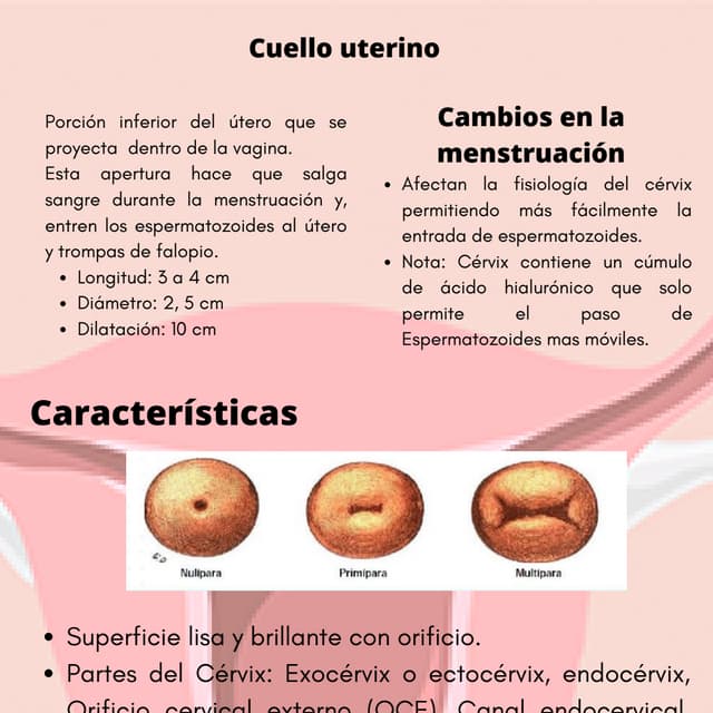 Cambios del cuello uterino.pdf