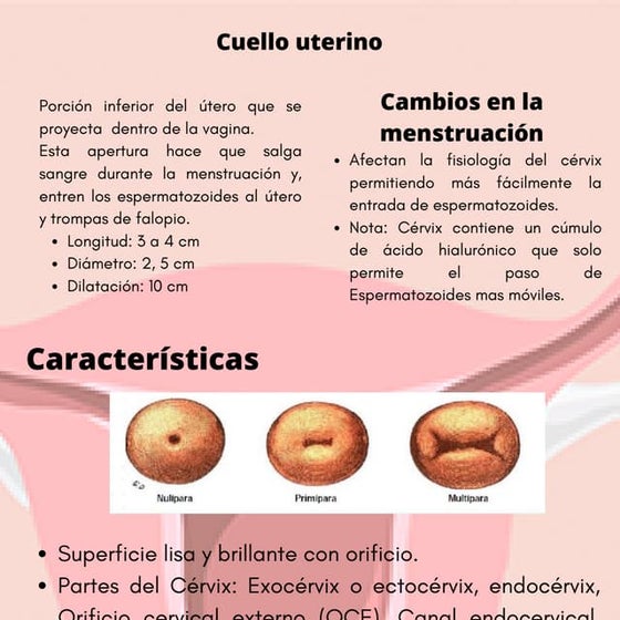 Histologia del cervix | PPT