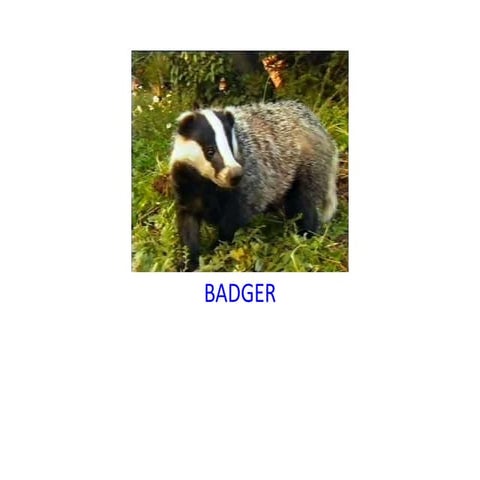 Badgers | PPT