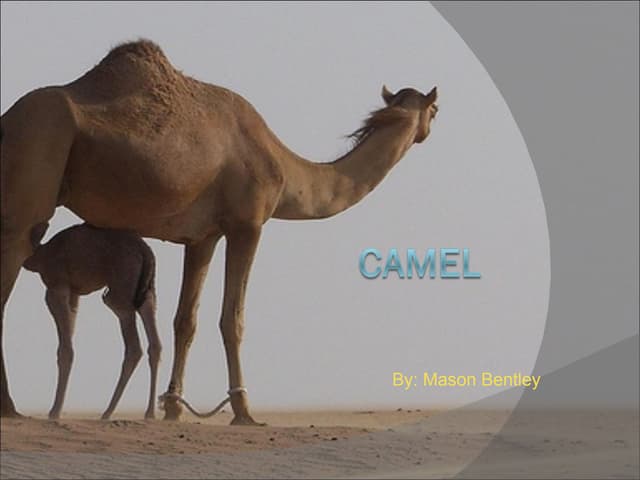 Camel’s digestive anatomy and physiology..pptx