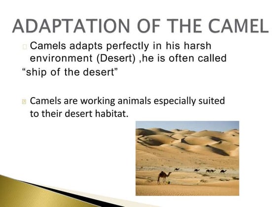 Adaptations in camels 5.10 a | PPT