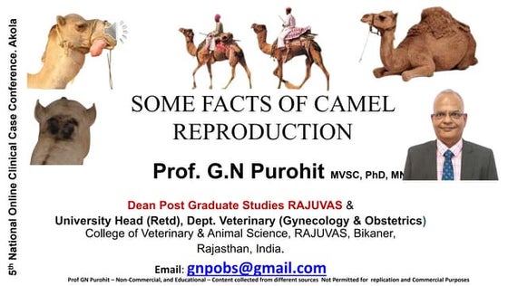 ANOTOMY AND PHYSIOLOGY OF REPRODUCTIVE SYSTEM OF SHE CAMEL | PPT