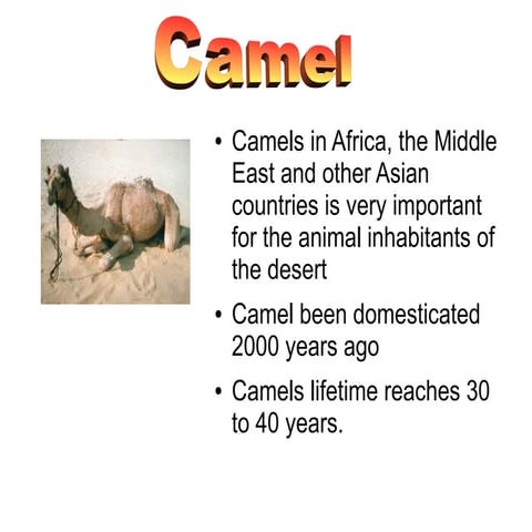 Camels | PDF | Cats | Pets
