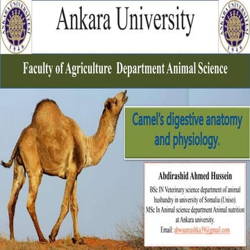 Camel’s digestive anatomy and physiology..pptx