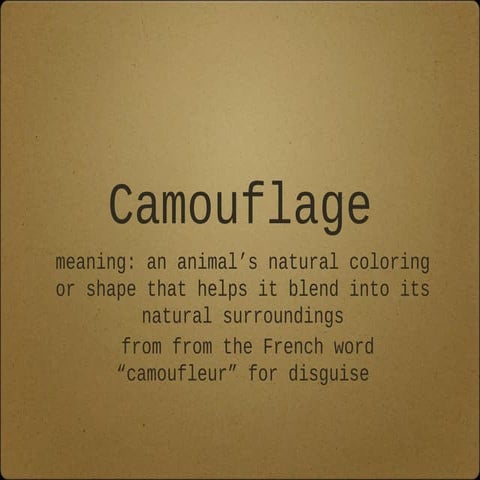 Animal Camouflage | PPT