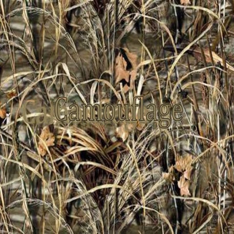 Camouflage and mimicry evolution power point | PPTX