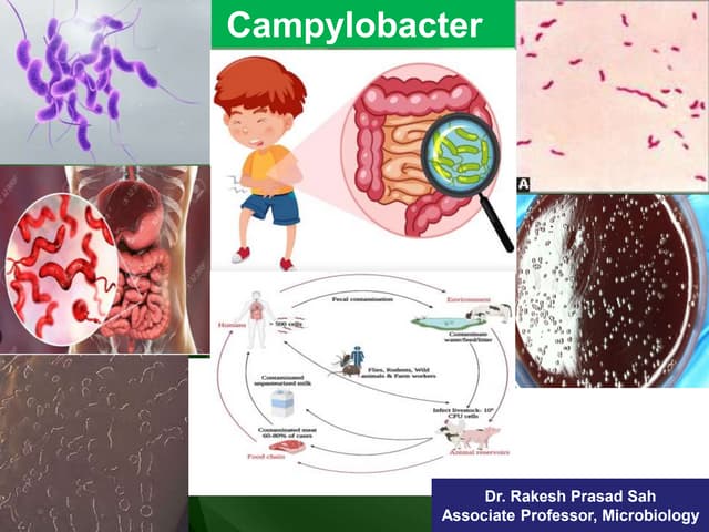 Bacteremia, septicaemia and endocarditis | PPT