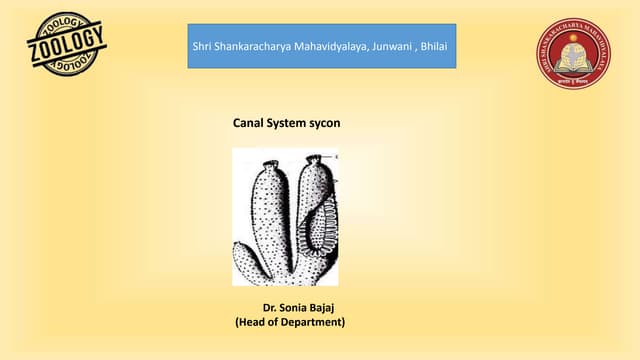 Water canal system in porifera Phylum __ | PPTX