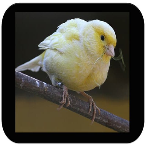 Canary | PPT