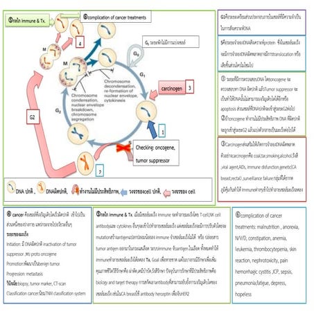 Cancer cycle | PDF