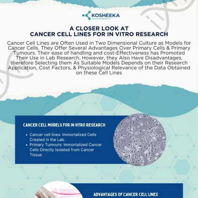 A Closer Look at Cancer Cell Lines for In Vitro Research | PDF