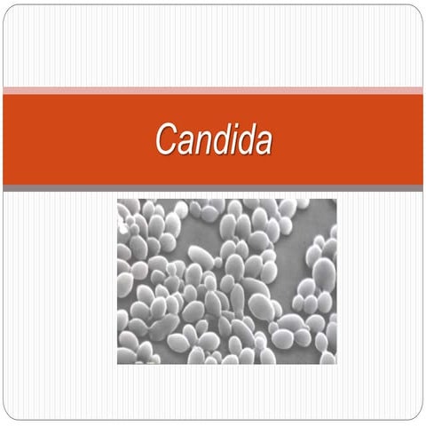 Candida | PPTX