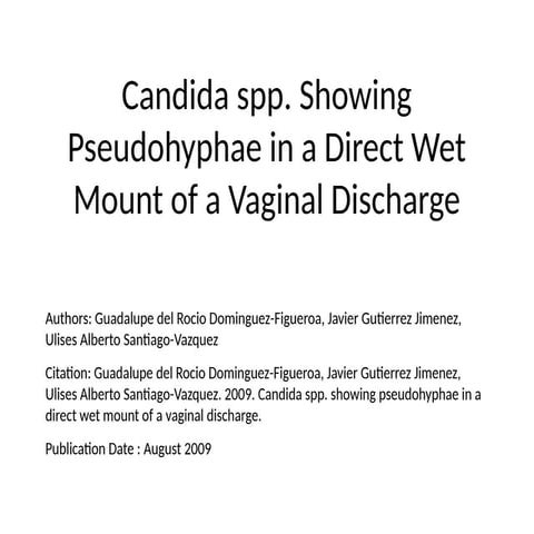 candida-spp-showing-pseudohyphae-in-a-direct-wet-mount-of-a-vaginal ...
