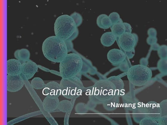 Candida | PPTX | Skin and Dermatology | Diseases and Conditions
