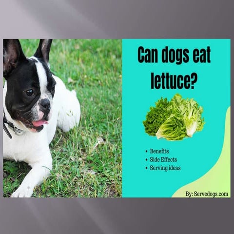 Can A Dog Eat Lettuce