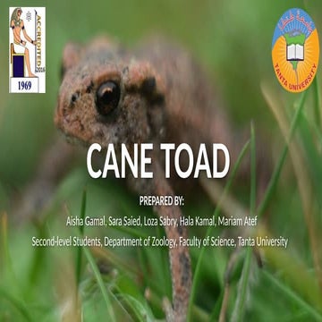 Marine toad :Zootoxin | PPTX