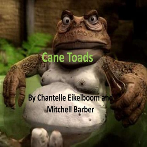 Cane toads | PPTX