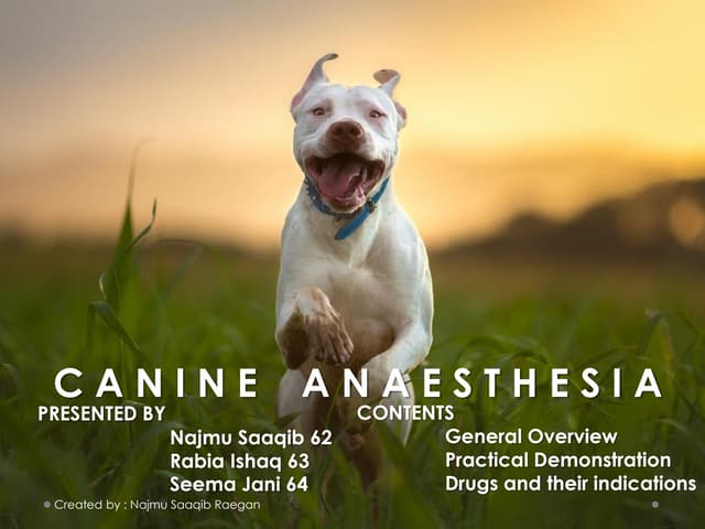 Lab animals anesthesia | PPTX