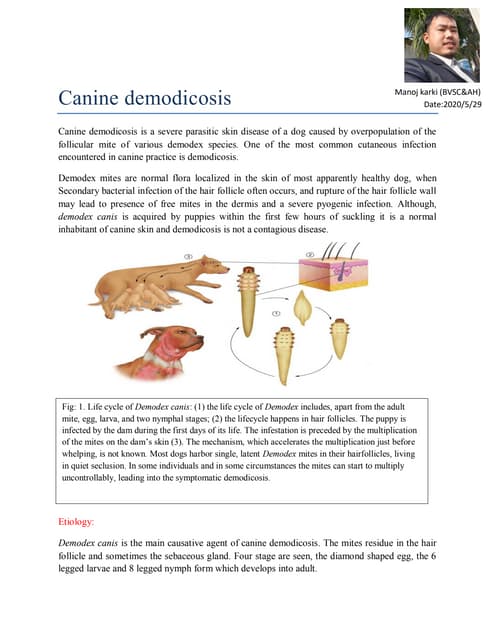 Red blood cell formation and fate of RBC | PDF | Blood Disorders ...