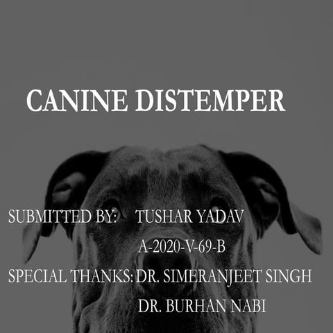 Canine distemper in dogs diseases presentation | PPTX