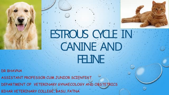 Lecture 3 estrous cycle and estrus signs in domestic animals | PDF