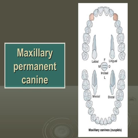morphology of maxillary & mandibular canine teeth | PPT
