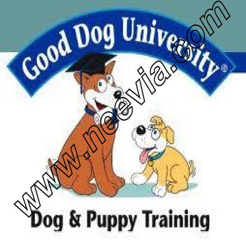 Canine behavior.jpg
