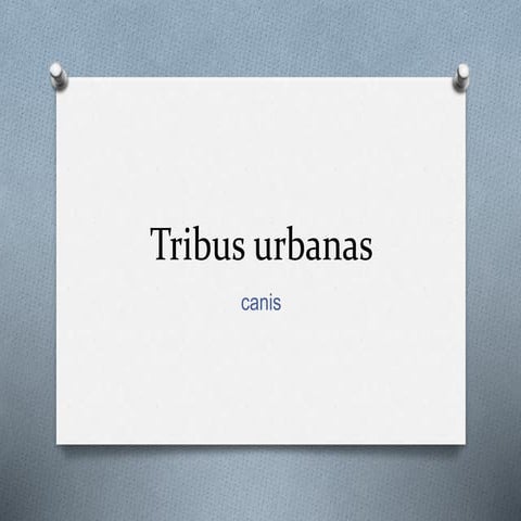 Canis | PPTX