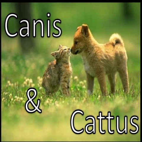 Caniscattus presentations