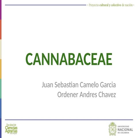 Cannabaceae (1) (1).pptx Orden de la familia | PPTX