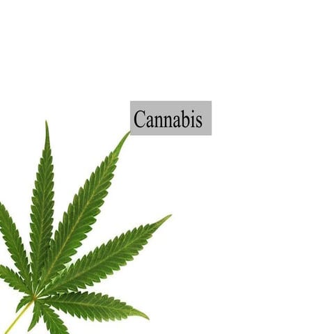 Cannabis.ppt
