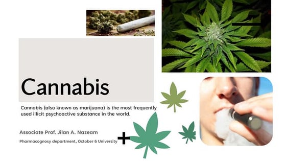Cannabis | PPT