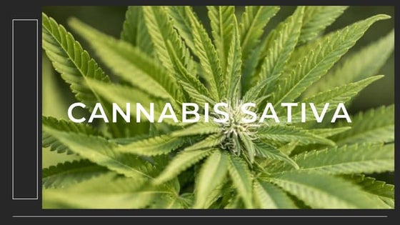Cannabis | PPTX