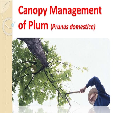 Canopy management of plum (prunus domestica) | PPTX
