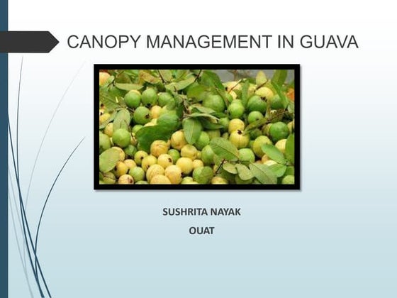 Training in Grapes.pptx