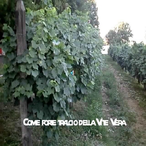 Canto Come forte tralcio | PPT