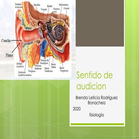 Sentido de la audicion | PPTX