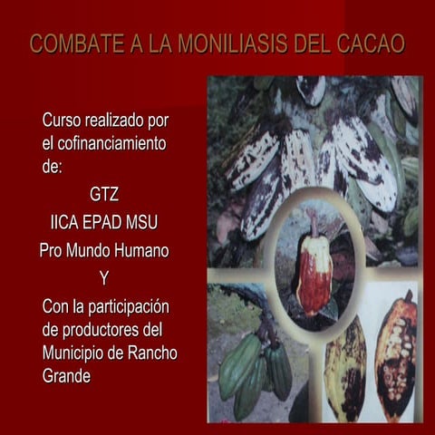 Capacitación combate a la moniliasis del cacao en el Municipio de ...