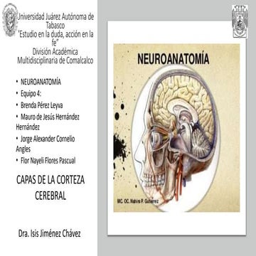 Capas de la corteza Cerebral.pptx