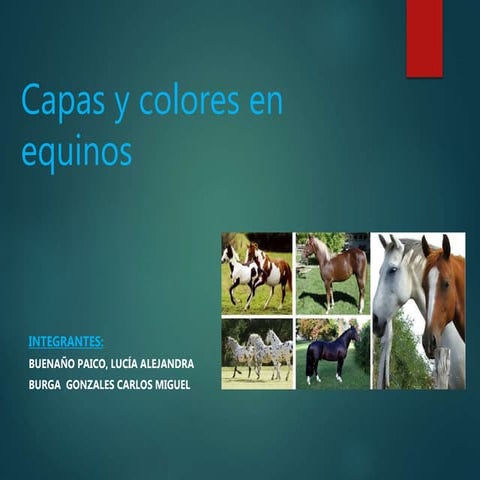 Capas y colores en equinos | PPTX