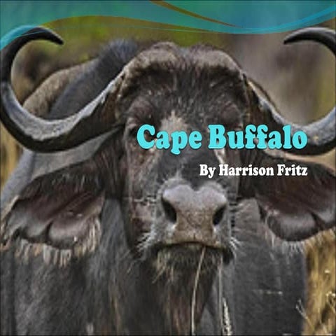 Cape Buffalo | PPT