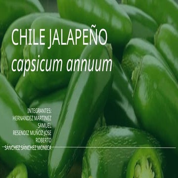 Etapas fenológicas del cultivo del chile.pptx