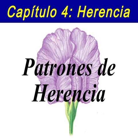 Capítulo 4 herencia | PPT