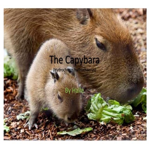 Capybara[1] | PPTX