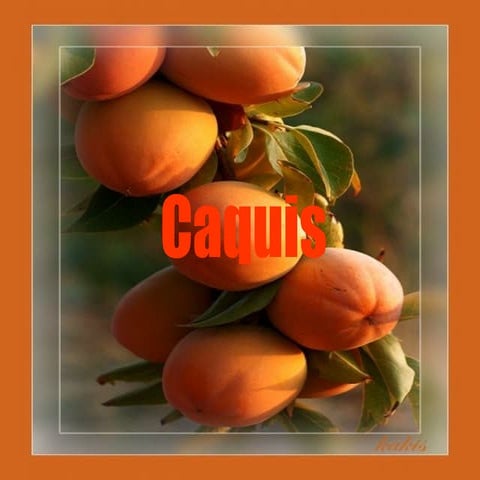 Caquis | PPT