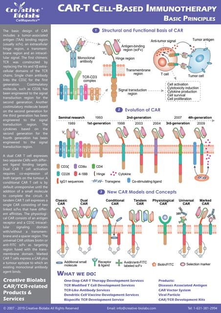 CAR- T Cell | PDF | Cancer | Diseases and Conditions