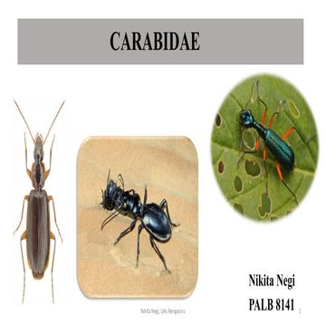 Carabidae | PPTX