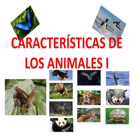 Características de los animales I | PPTX | Reptiles | Pets
