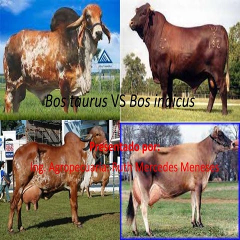 Características y diferencias entre bos taurus vs bos | PPTX