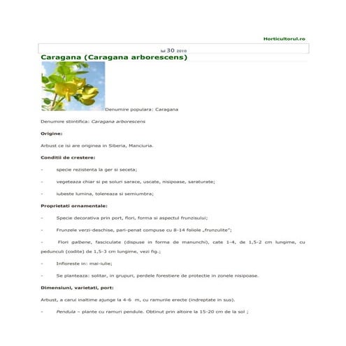 Caragana | DOCX